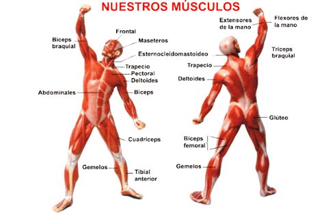Principales músculos del cuerpo humano Cuerpo humano