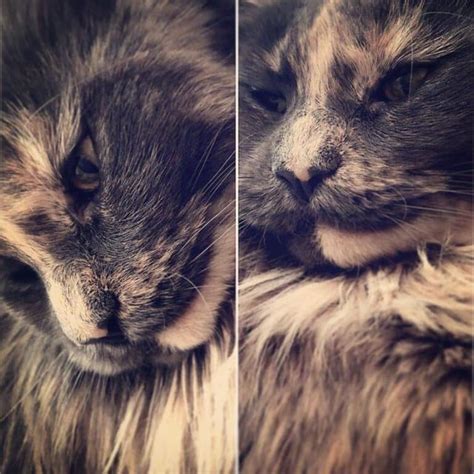 33 Tortie Maine Coons Youll Want To Adopt MaineCoon Org