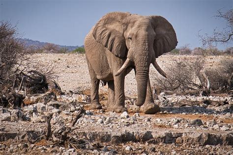 6 000 Kostenlose Elefant Und Natur Bilder Pixabay