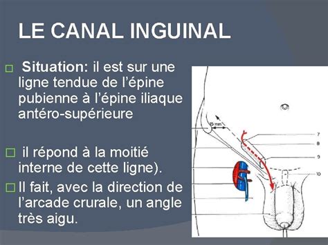 LA CAVITE ABDOMINALE ET SES PAROIS PLAN DU