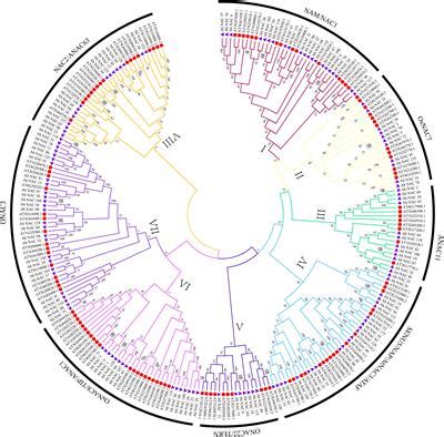 Frontiers Genome Wide Identification Of NAC Transcription Factors And