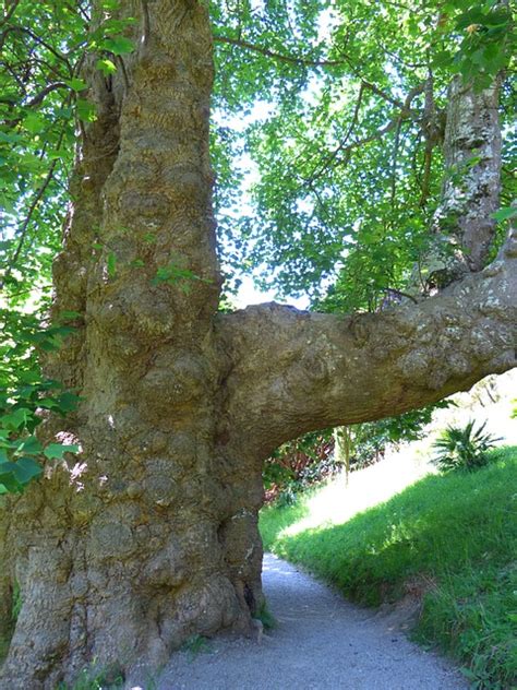 Tronco De Arbol Grueso Grande Foto Gratis En Pixabay