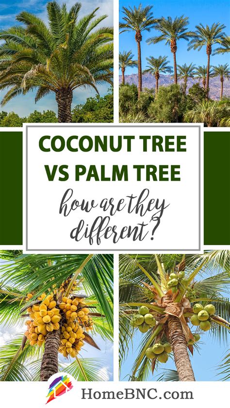 Differences And Similarities Between Coconut Tree And Palm Tree Homebnc