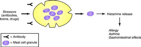 Histamine And Antihistamines Clinical Gate