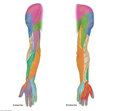 Arm Cutaneous Distribution Diagram Quizlet