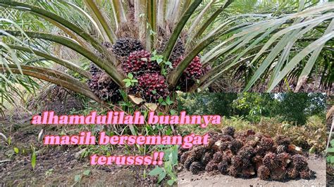 Lahan Hektar Umur Bln Varietas Tn Tembus Kintal Youtube