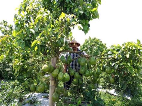 Panduan Lengkap Budidaya Alpukat Agar Cepat Berbuah SickForProfit