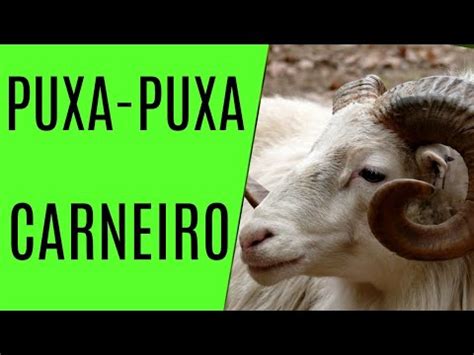 Puxada Do Carneiro No Jogo Do Bicho Youtube
