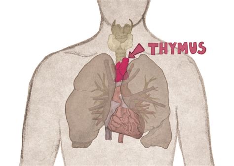Human Thymus Gland