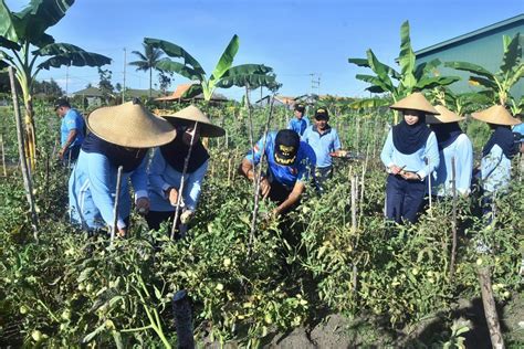Terus Dukung Ketahanan Pangan Komandan RSA Dan Ketua PIA AG Panen Raya