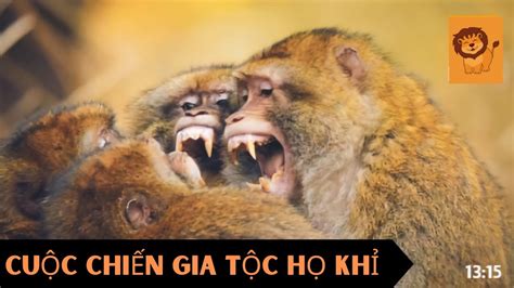 Tranh Đấu Giành Quyền Lực Trong Gia Tộc Khỉ Thế Giới Động Vật Hoang