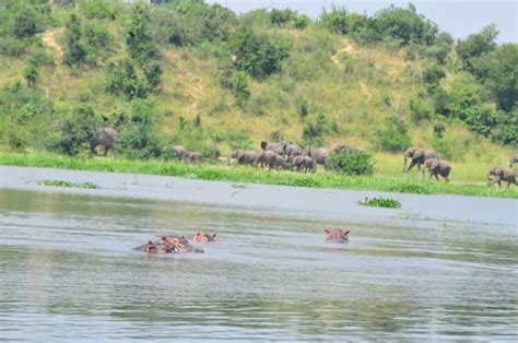 Boat Cruise Safari In Murchison Falls National Park