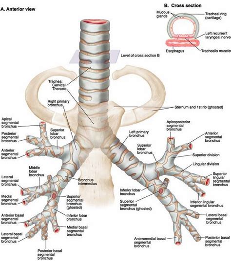 Anatomie Arbre Bronchique