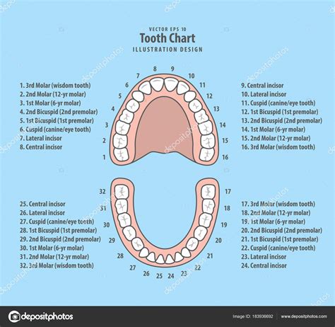 Nome Dos Dentes E Numera O Librain