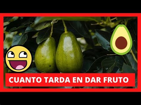 Descubre cuánto tiempo tarda en crecer un árbol de aguacate y cómo