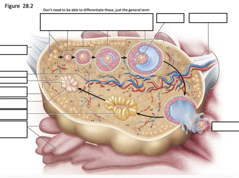 Ovary Diagram Quizlet