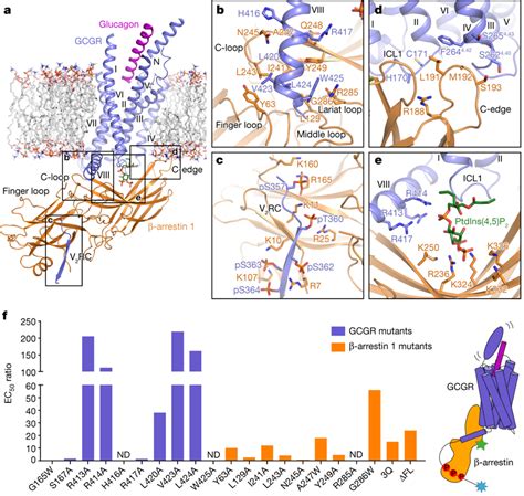 Interactions between GCGR V2RC and βarr1 a Overall view of the