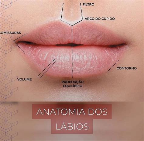 Anatomia dos lábios em 2023 Micropigmentação labios Micropigmentação