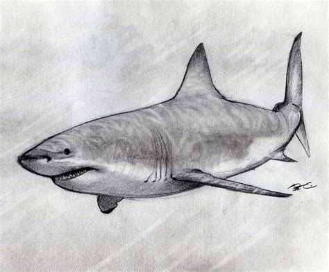 Shark Pencil Drawing At PaintingValley Explore Collection Of