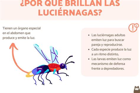 Descubre por qué brillan las luciérnagas un fenómeno mágico explicado