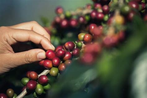 Etapas del Proceso de Producción del Café Café Arabo