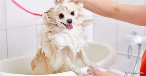 Banho em cachorro veja como higienizar o Spitz Alemão Lulu da