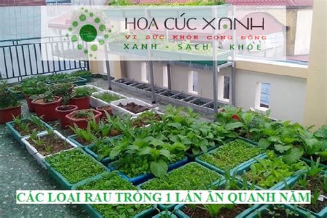 Các loại rau trồng 1 lần ăn quanh năm dễ trồng chăm sóc Hoa Cúc Xanh