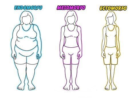 Los Biotipos Corporales Arboleya Fitness