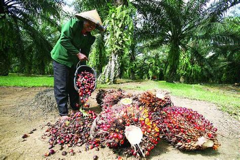 Petani Kelapa Sawit Bakal Demo Di Depan Kantor Airlangga Hartarto