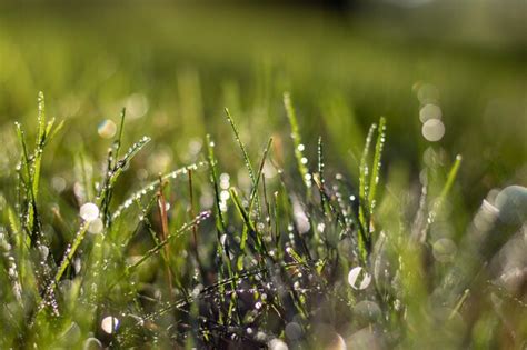 Premium Photo Close Up Of Wet Grass On Field