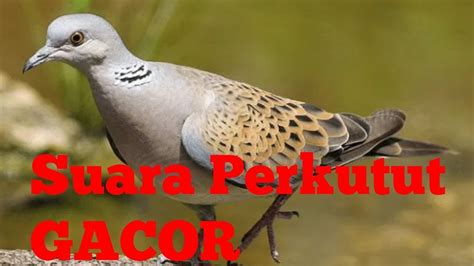 Suara Burung Perkutut Gacor Youtube