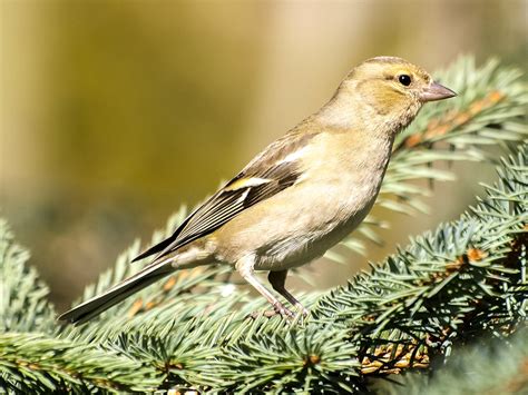 Kostenloses Foto Buchfink Fink Vogel Singvogel Kostenloses Bild
