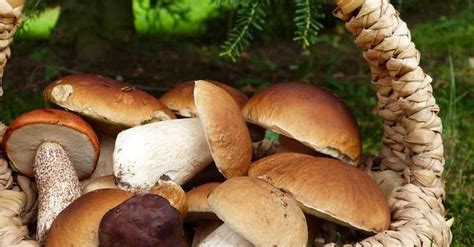 Borowiki szlachetne wygląd i wartości odżywcze Jak zbierać borowiki