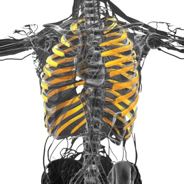 D Render Medical Of The Ribcage Humerus Rib Thorax Chest Anatomy