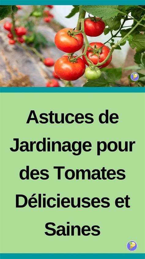Réussir sa Culture de Tomates 8 Conseils pratiques pour des Tomates