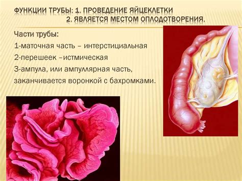 Строение женских половых органов внешнее строение фото анатомия