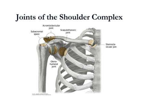 Shoulder Complex Upper Extremity Flashcards Quizlet