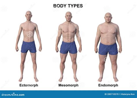 A 3D Illustration Of A Male Body Showcasing Three Different Body Types