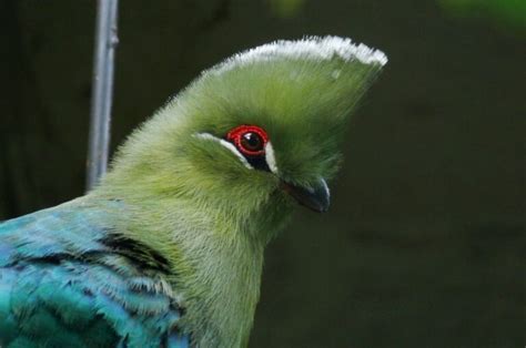 Turaco De Bico Preto Caracter Sticas Reprodu O Alimenta O Habitat