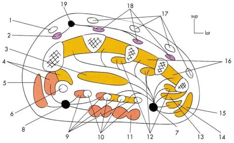 Diagramme De Coupe Du Pied Quizlet