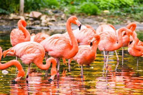 Dónde viven los flamencos Hábitat y distribución