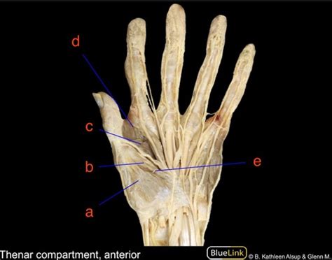 Upper Limb Anatomy Flashcards Quizlet