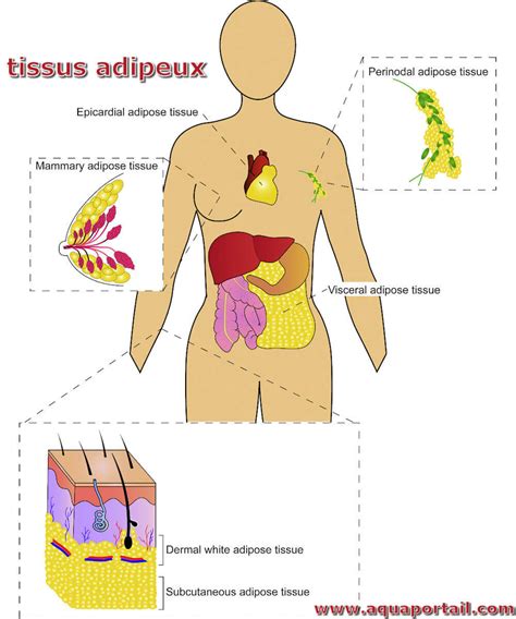 Tissu de soutien définition et explications