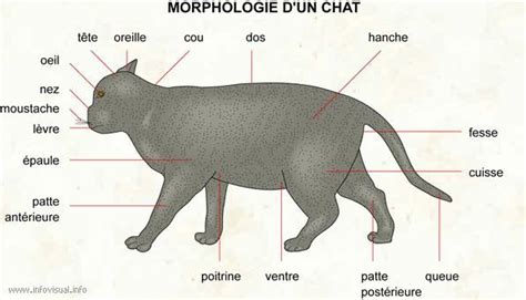 Le Cahier De Fran Ais Chien Ou Chat
