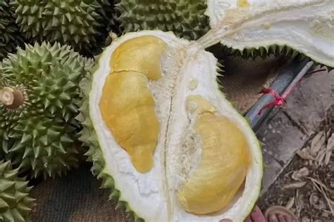 Tempat Makan Durian Murah Di Batam Bayar Rp100 Ribu Dapat 4 Duren