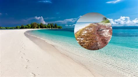 Semáforo de sargazo Playas de Cancún más limpias Escapada H