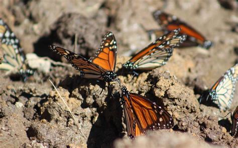 Mariposa Monarca Arribo Santuarios Michoac N Invierno El Sol De