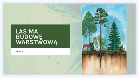 Las ma budowę warstwową