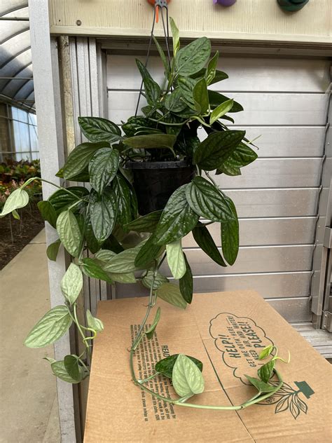 8 Philo Monstera Peru HB Tri State Foliage In House Availability