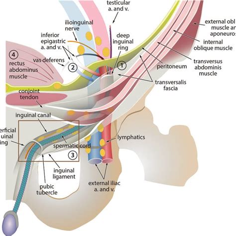 Diagram Of The IC And Its Contents The Deep Inguinal Ring Is Formed By